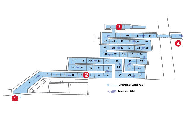 Thompson Falls Fish Ladder