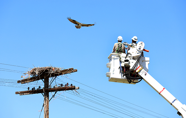 Avian Conservation