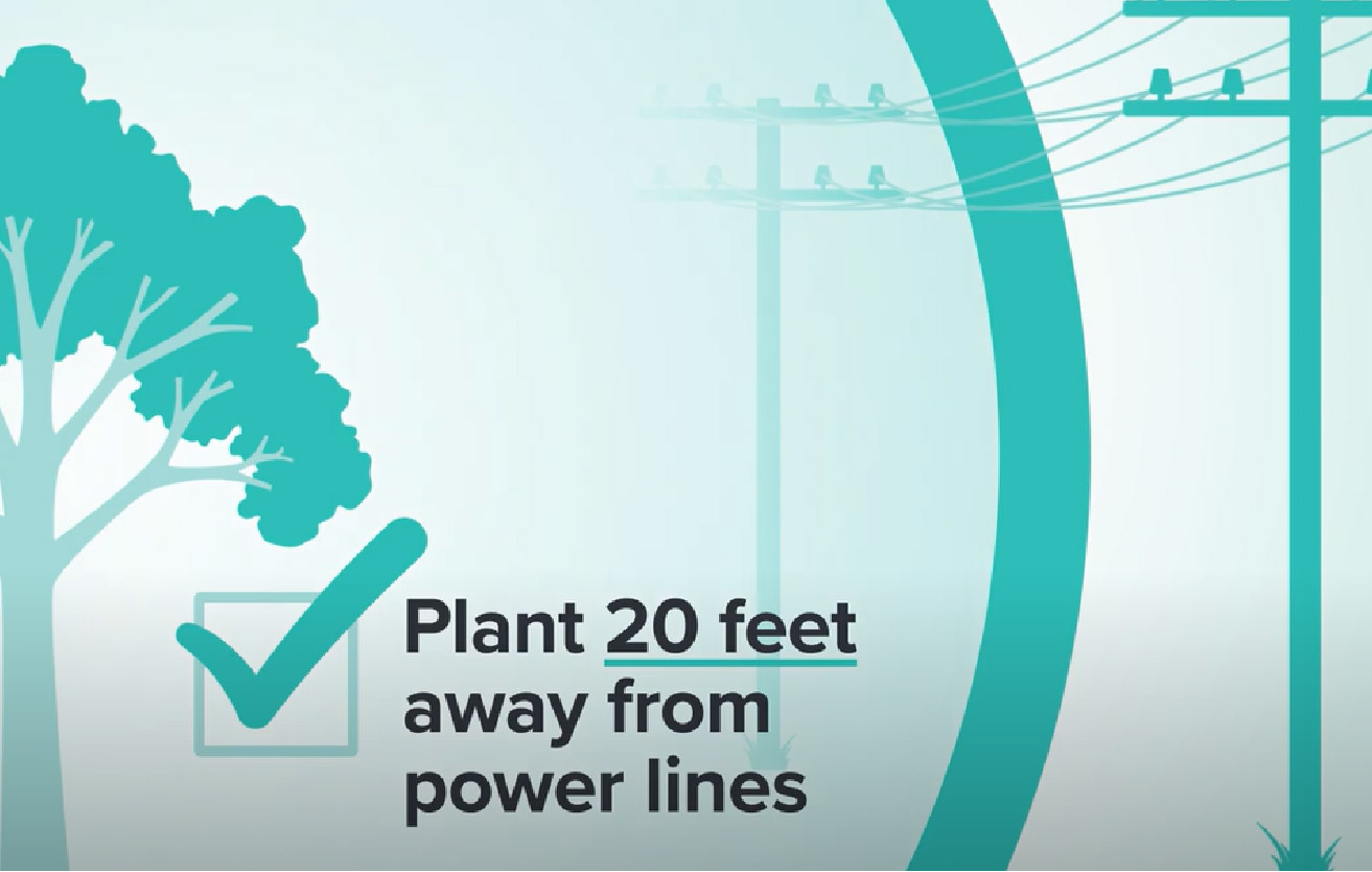 Tree Planting Safety, Overhead Power Line Safety, Digging Safety